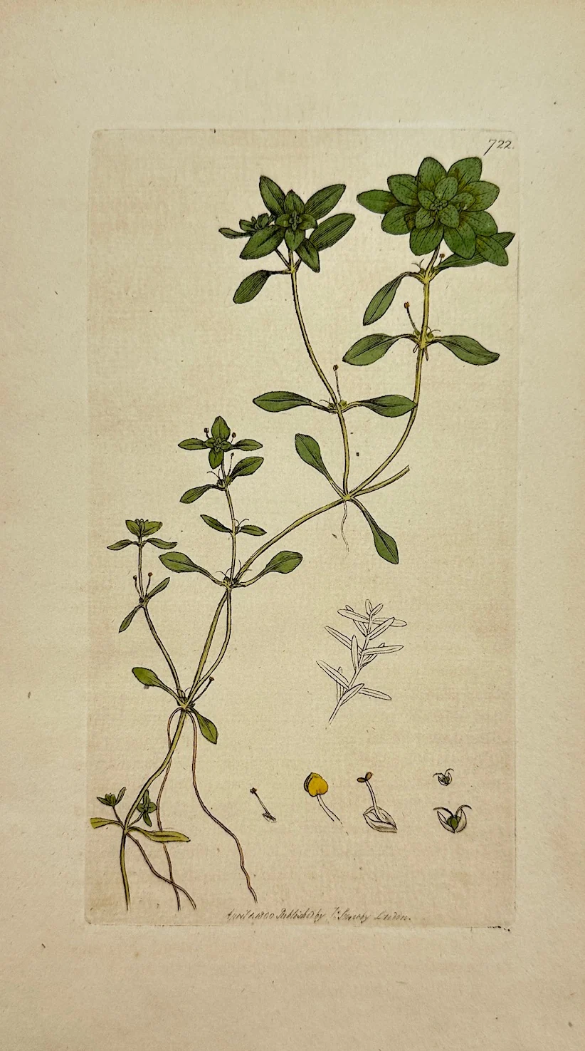 Antique Print - James Sowerby - Callitriche Aquatica - Water Starwort ...