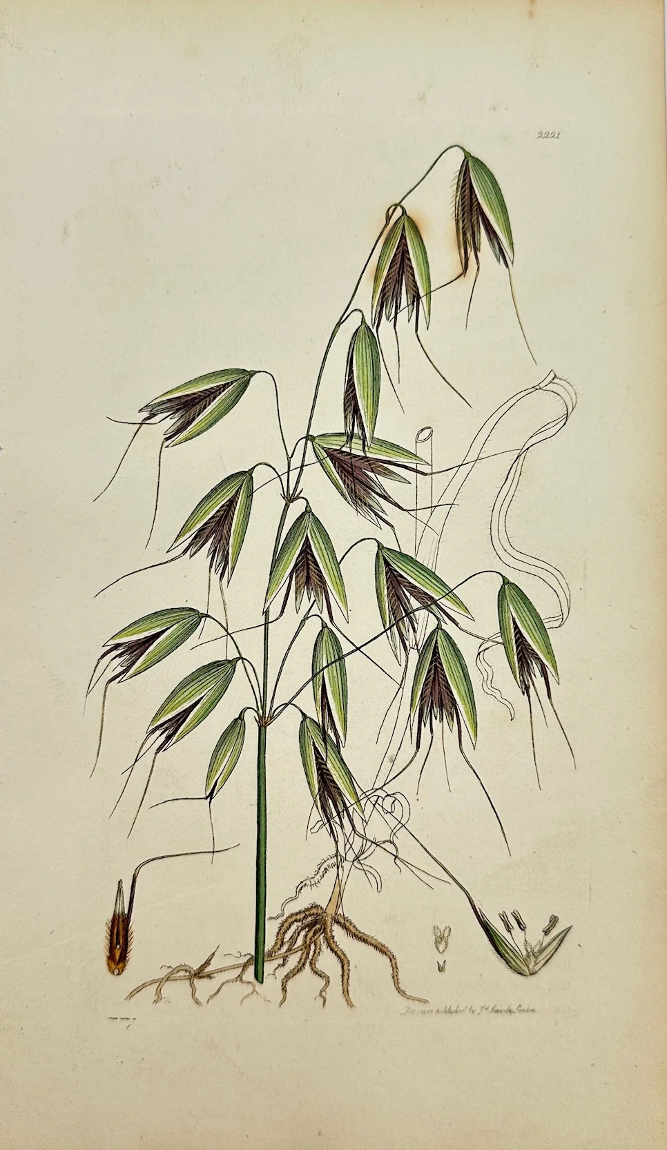 Antique Botanical Print - James Sowerby - Avena Fatua - Wild Oat, or ...