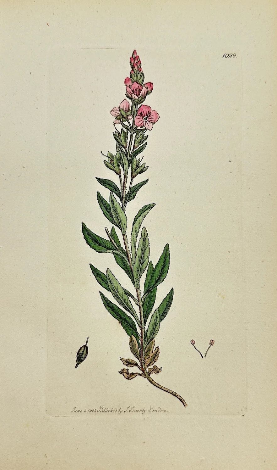 Antique Print - Veronica Fruticulofa - Flesh-coloured Shrubby Speedwell ...