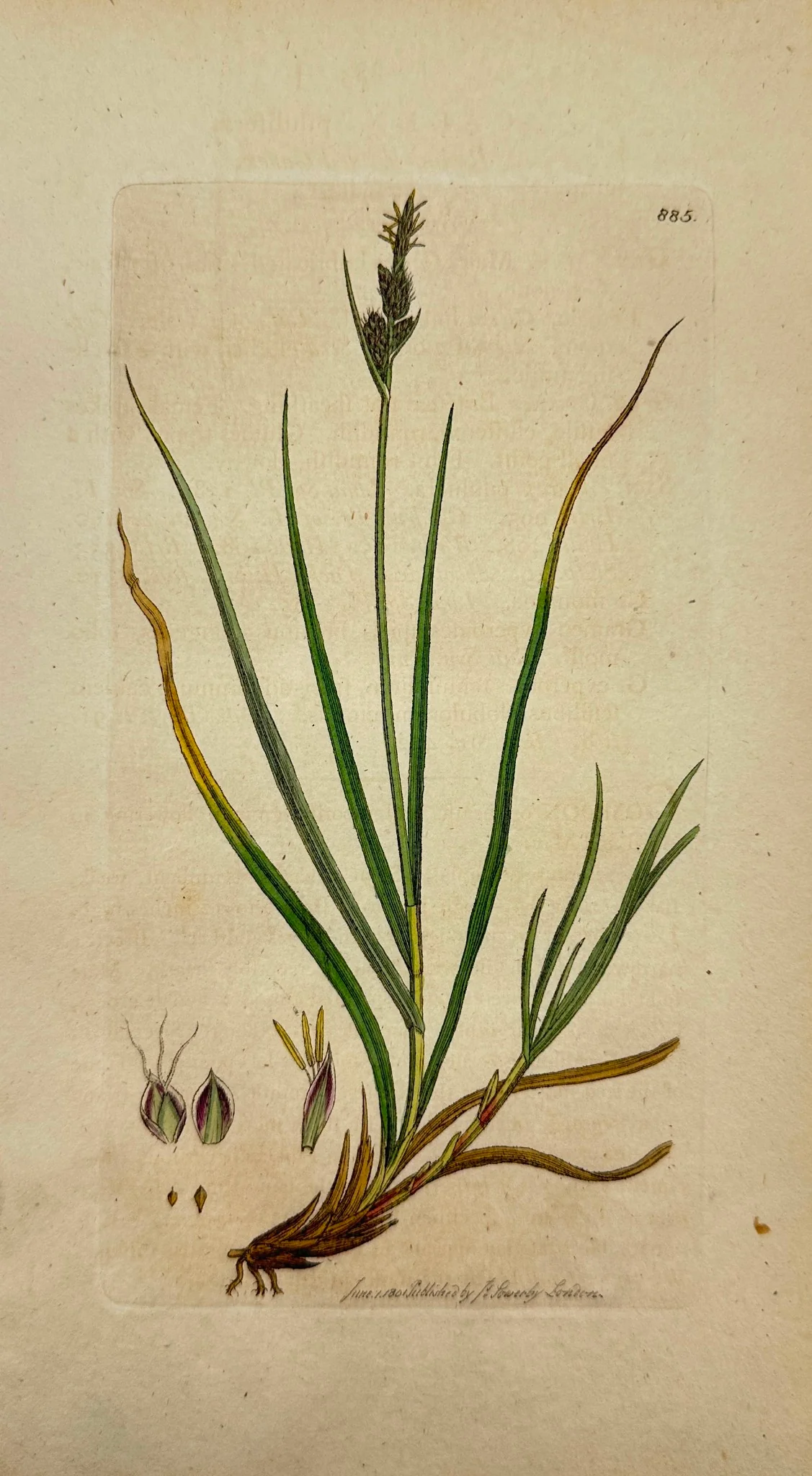 Antique Botanical Print - James Sowerby - Carex Pilulifera - Pill Sedge ...