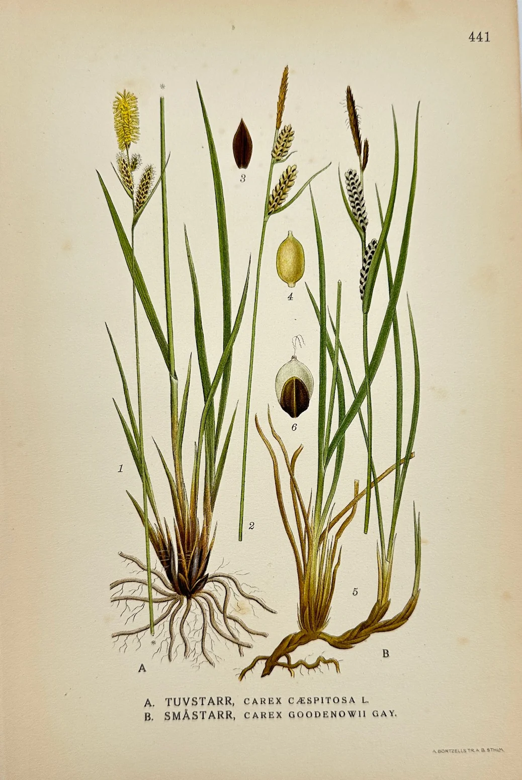 Antique Print - Carl Lindman - Goodenough's Sedge and Tufted Sedge - F4 ...