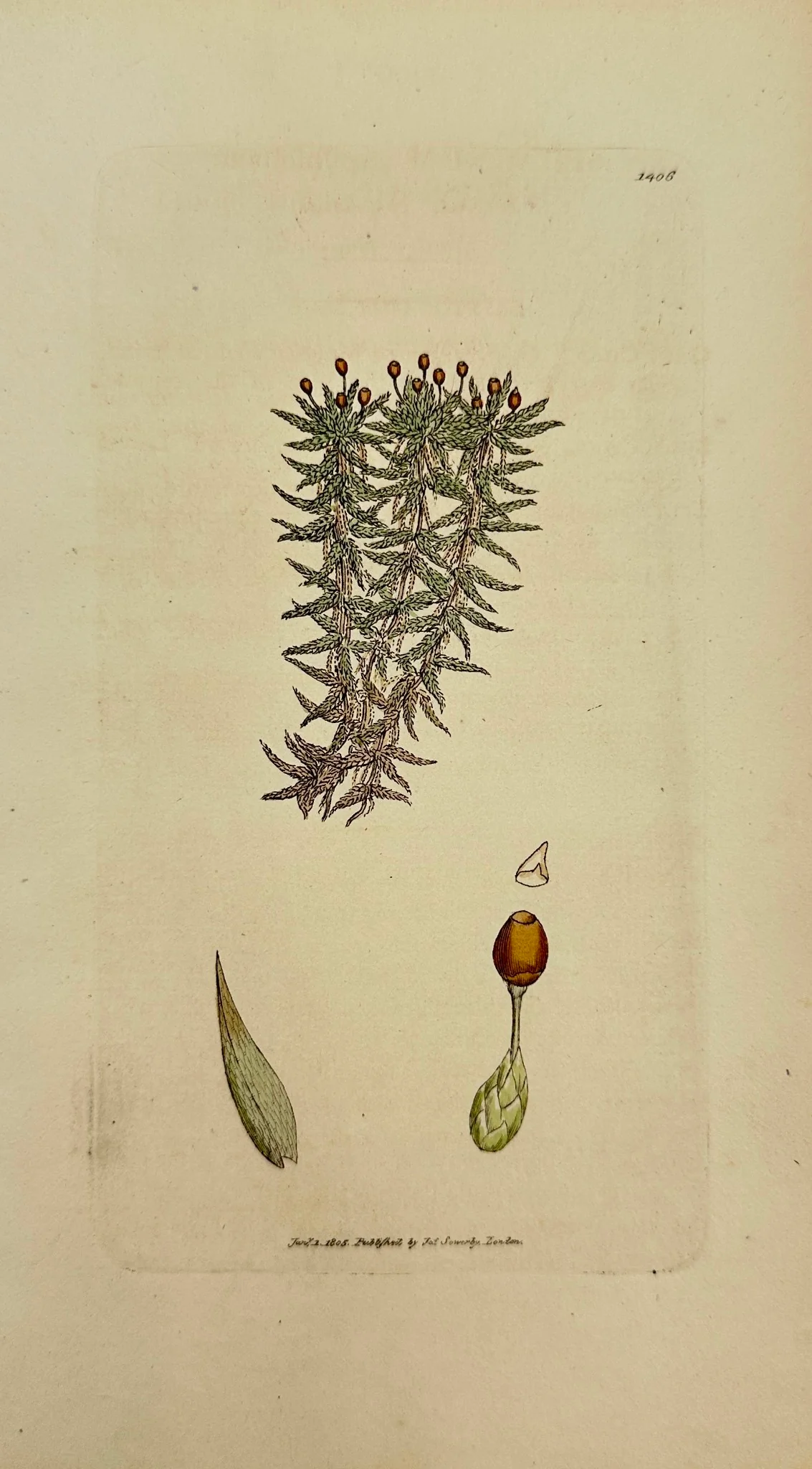 Antique Print - James Sowerby - Sphagnum Capillifolium - Slender Bog ...