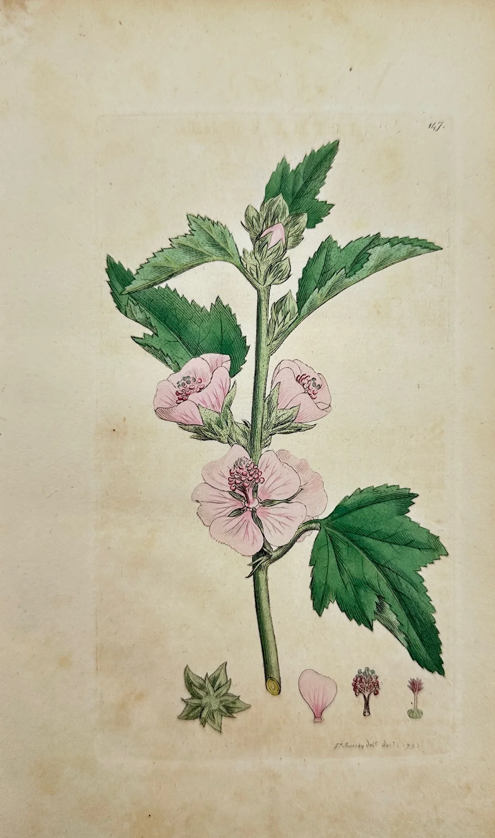 Antique Print - James Sowerby - Althaea Officinalis - Marsh Mallow - F1 ...