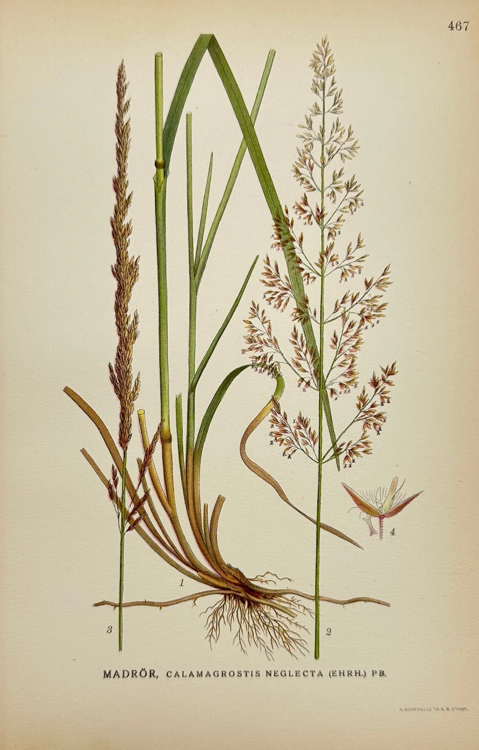 Antique Print - Carl Lindman - Lesser Pond Sedge - Calamagrostis ...