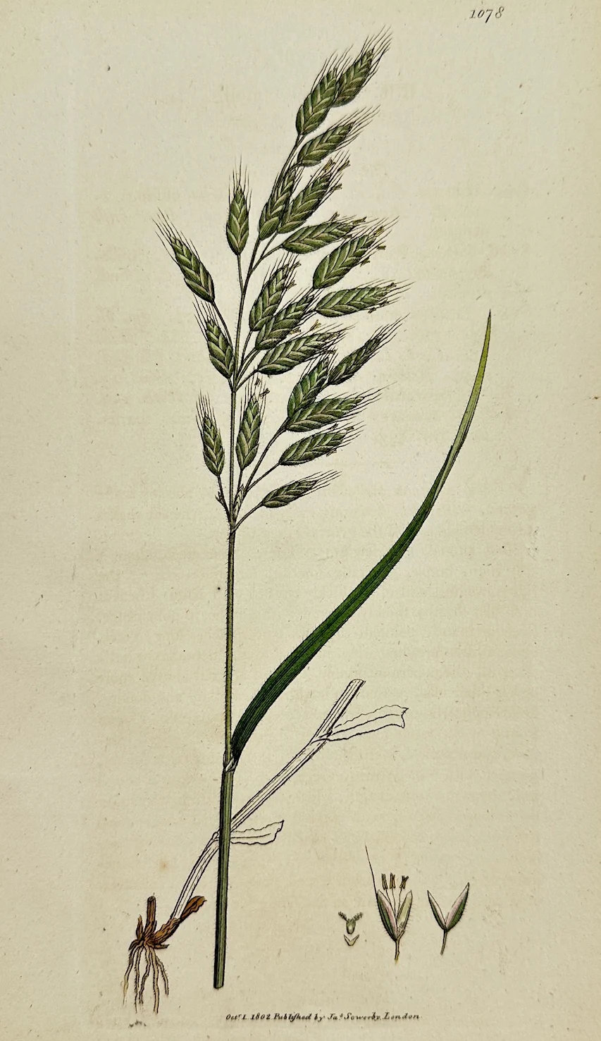 Antique Botanical Print - James Sowerby - Bromus Mollis - Soft Brome ...