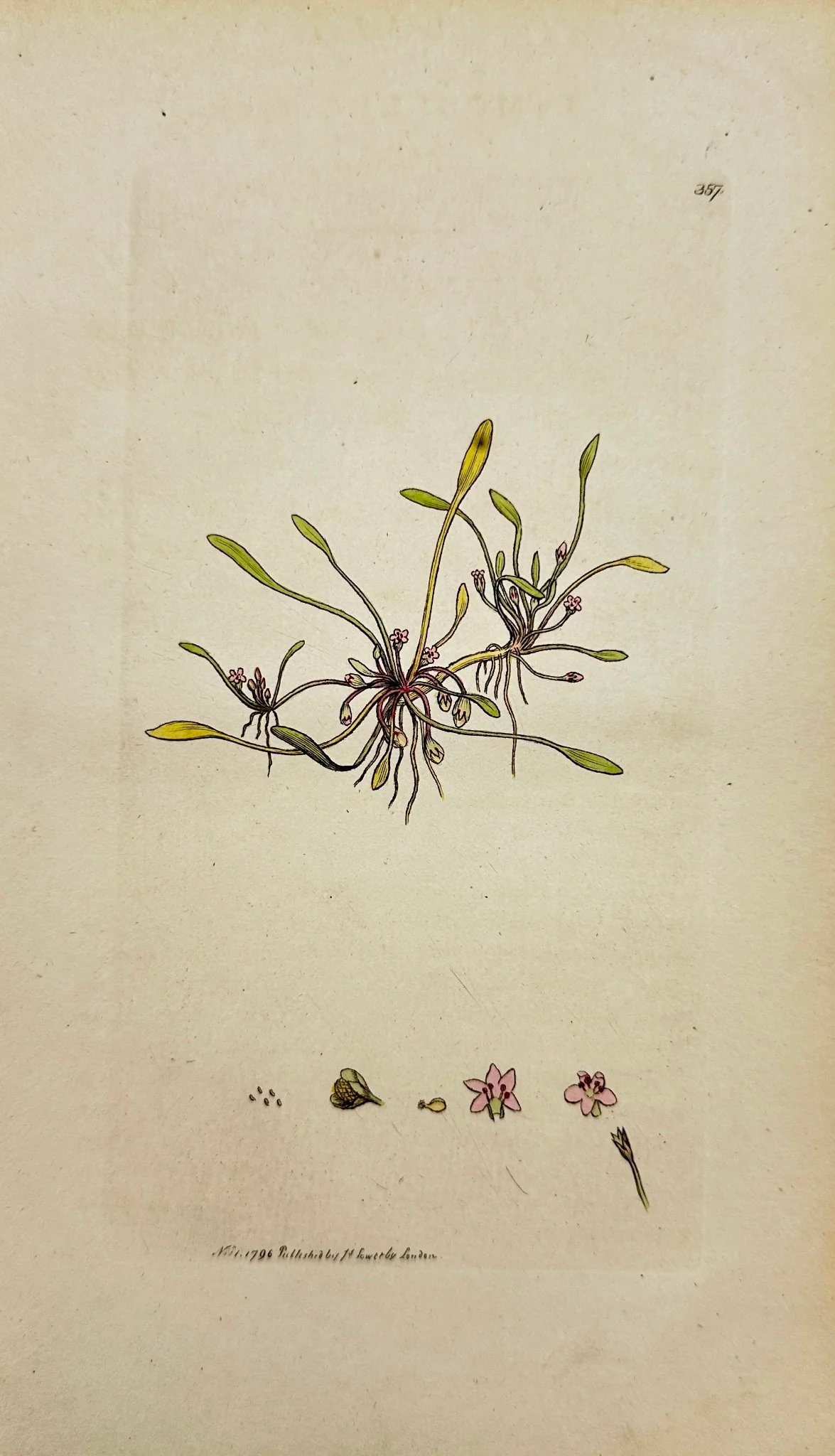 Antique Botanical Print - James Sowerby - Limosella Aquatica - Mudwort ...