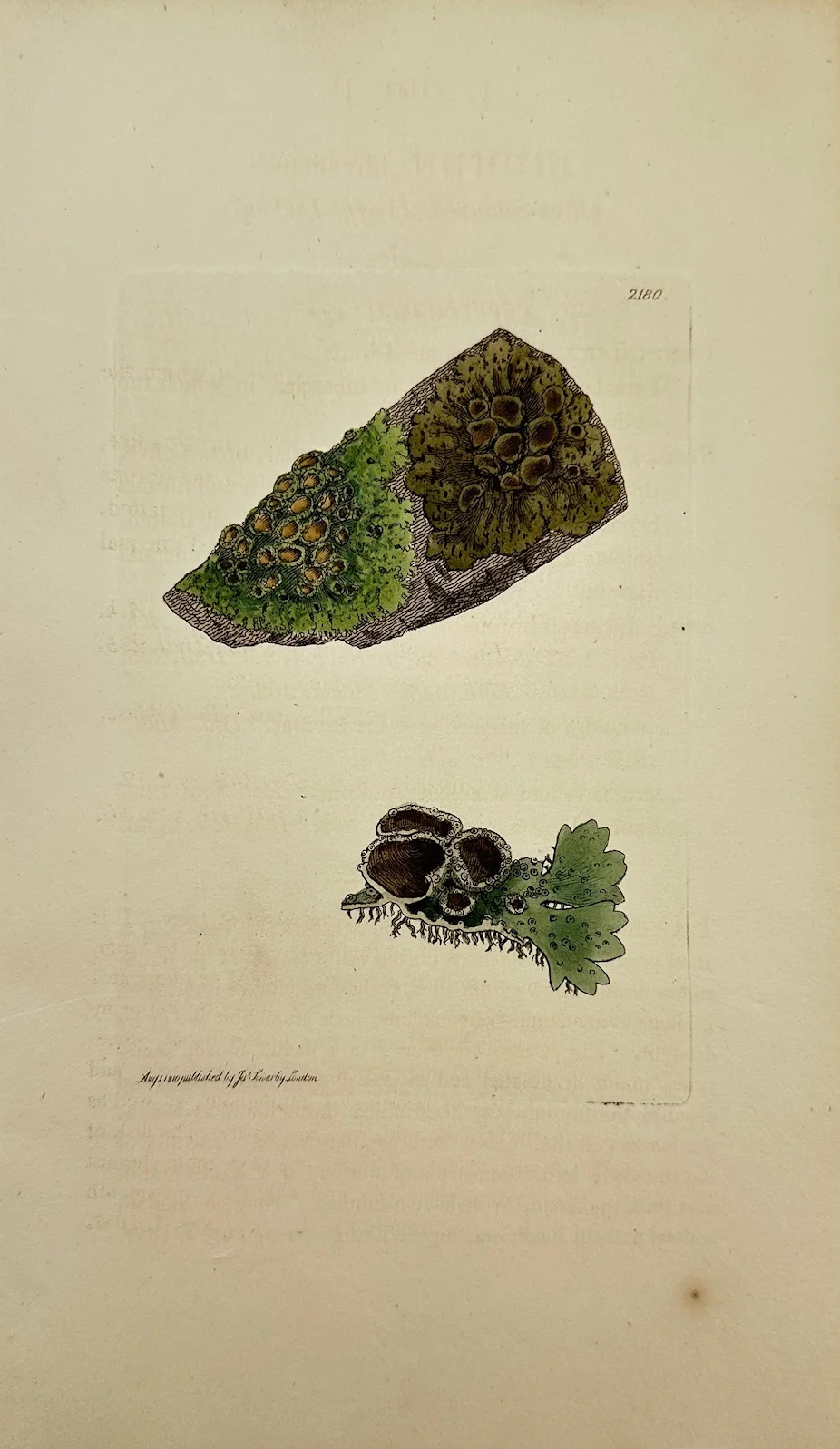 Antique Print - Sowerby - Lichen Olivaceus - Olive-coloured Leafy ...