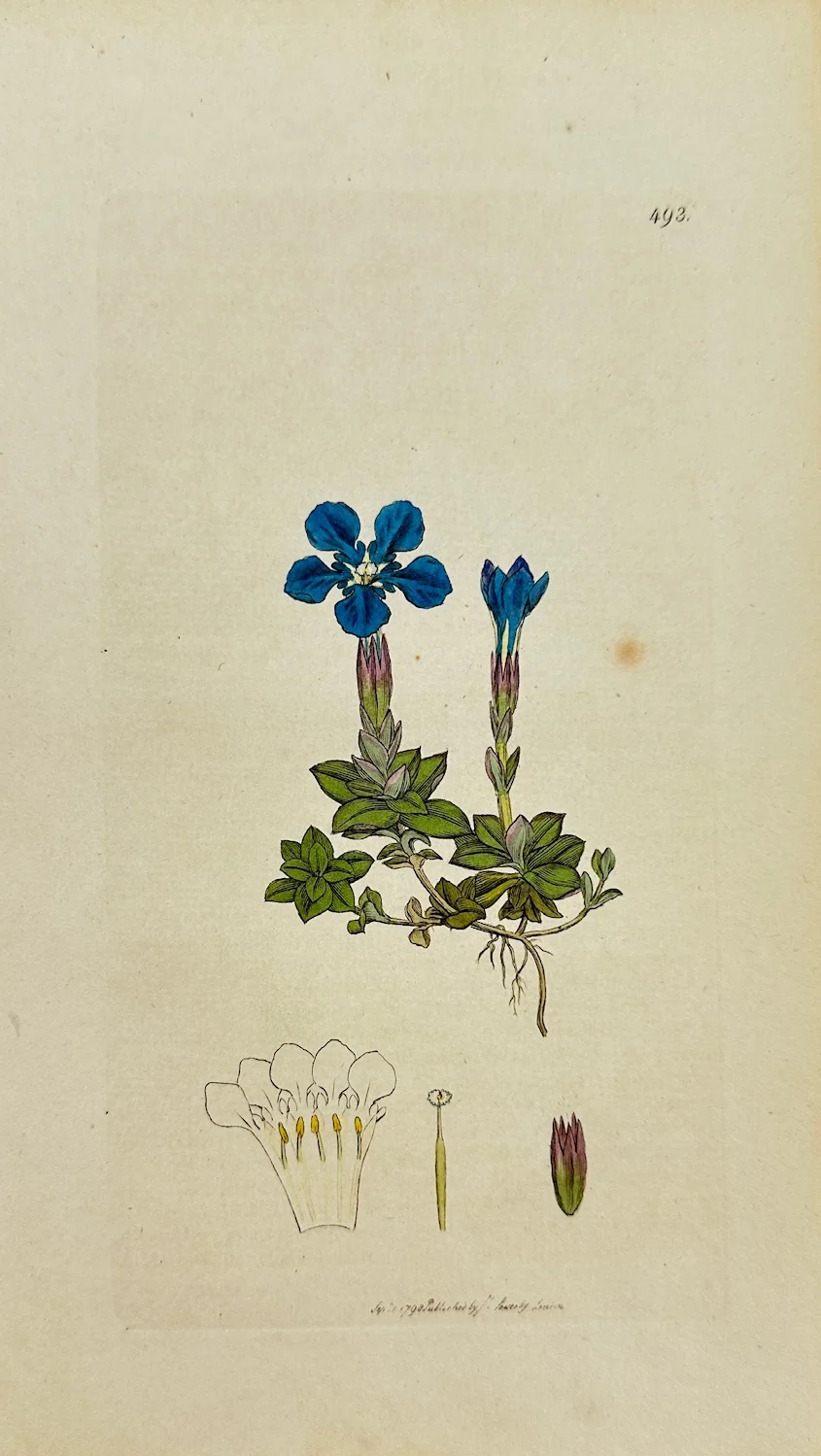 Antique Botanical Print - James Sowerby - Gentiana Verna - Spring ...