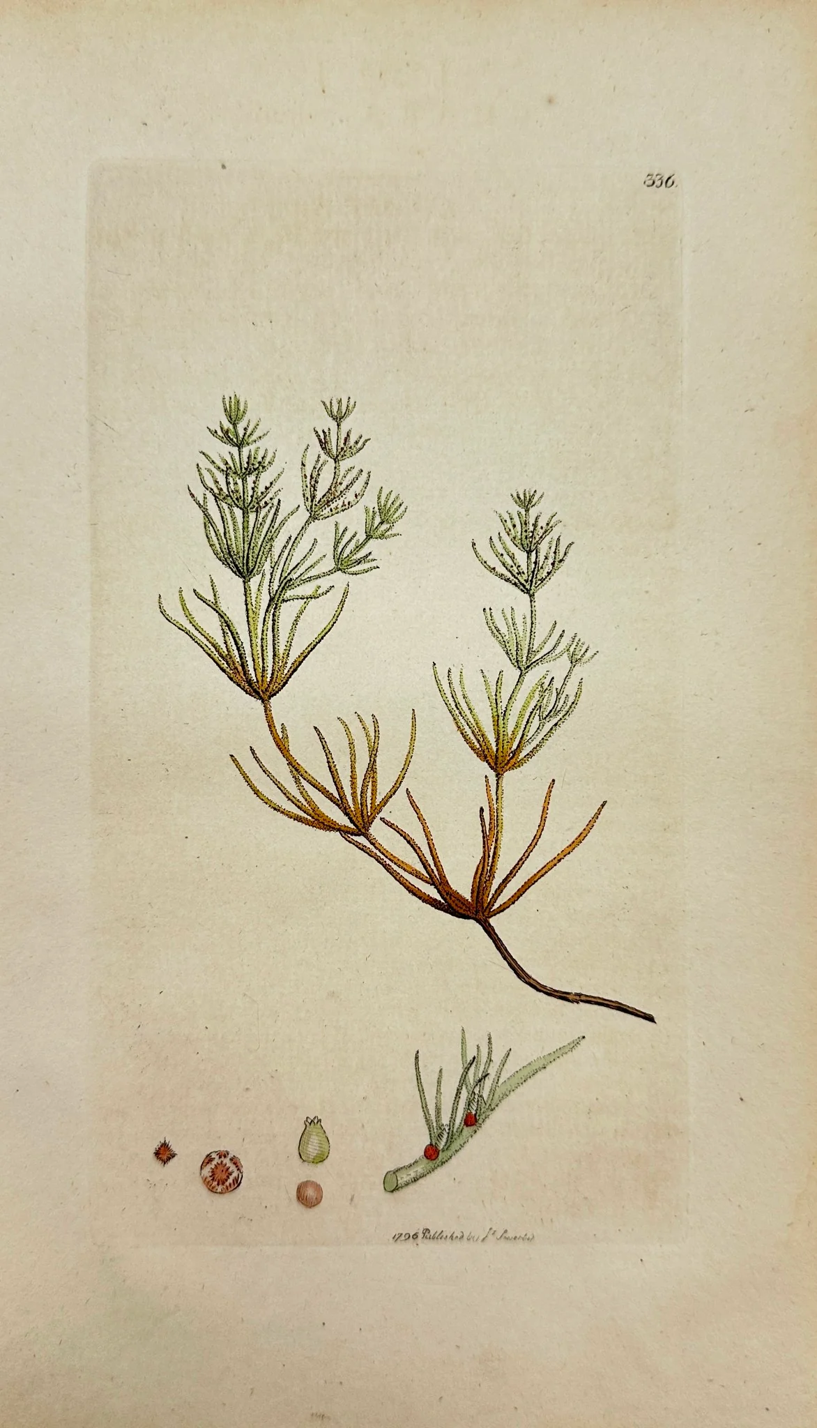 Antique Botanical Print - James Sowerby - Chara Vulgaris - Common Chara ...