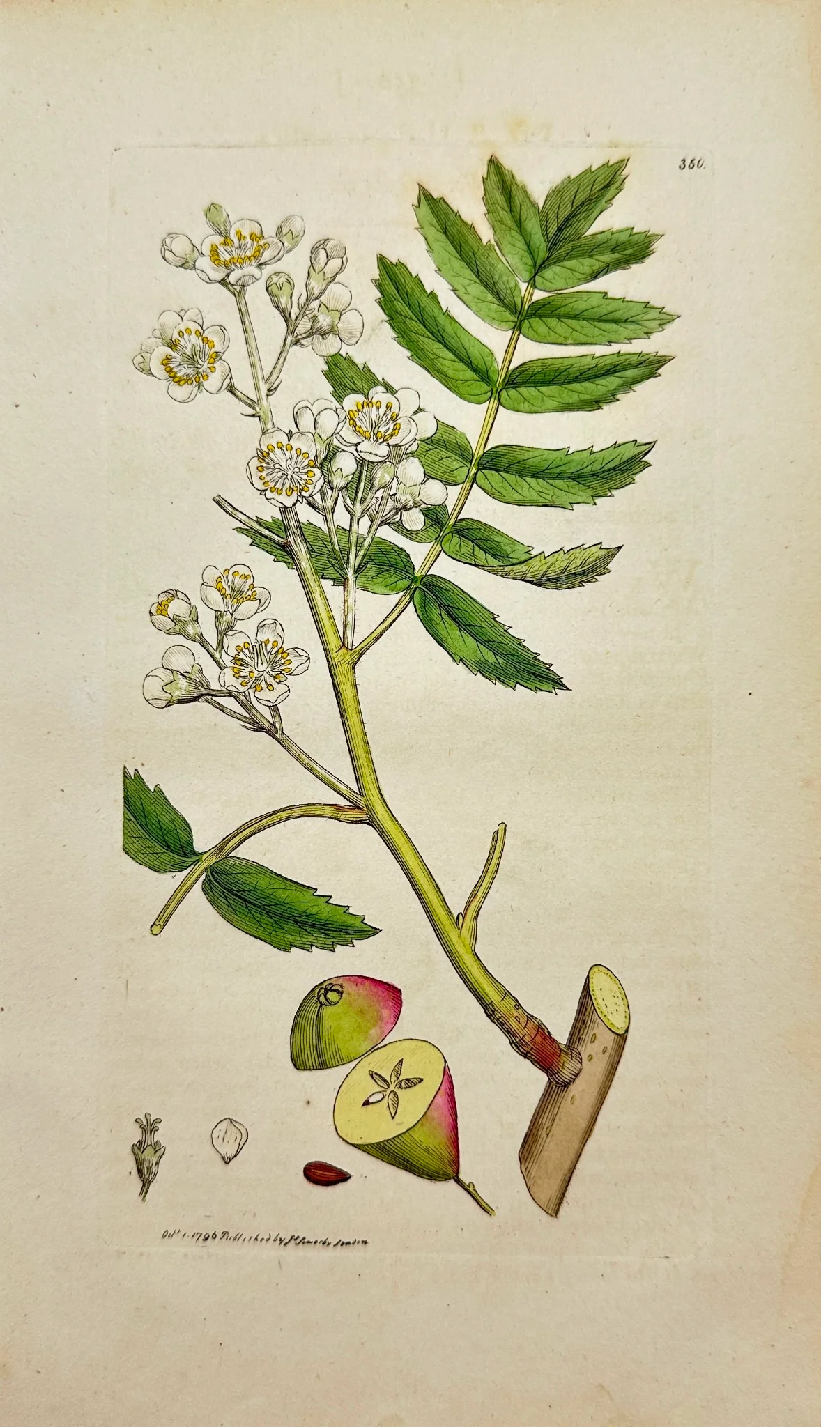 Antique Botanical Print - James Sowerby - Pyrus Domestica - Service ...