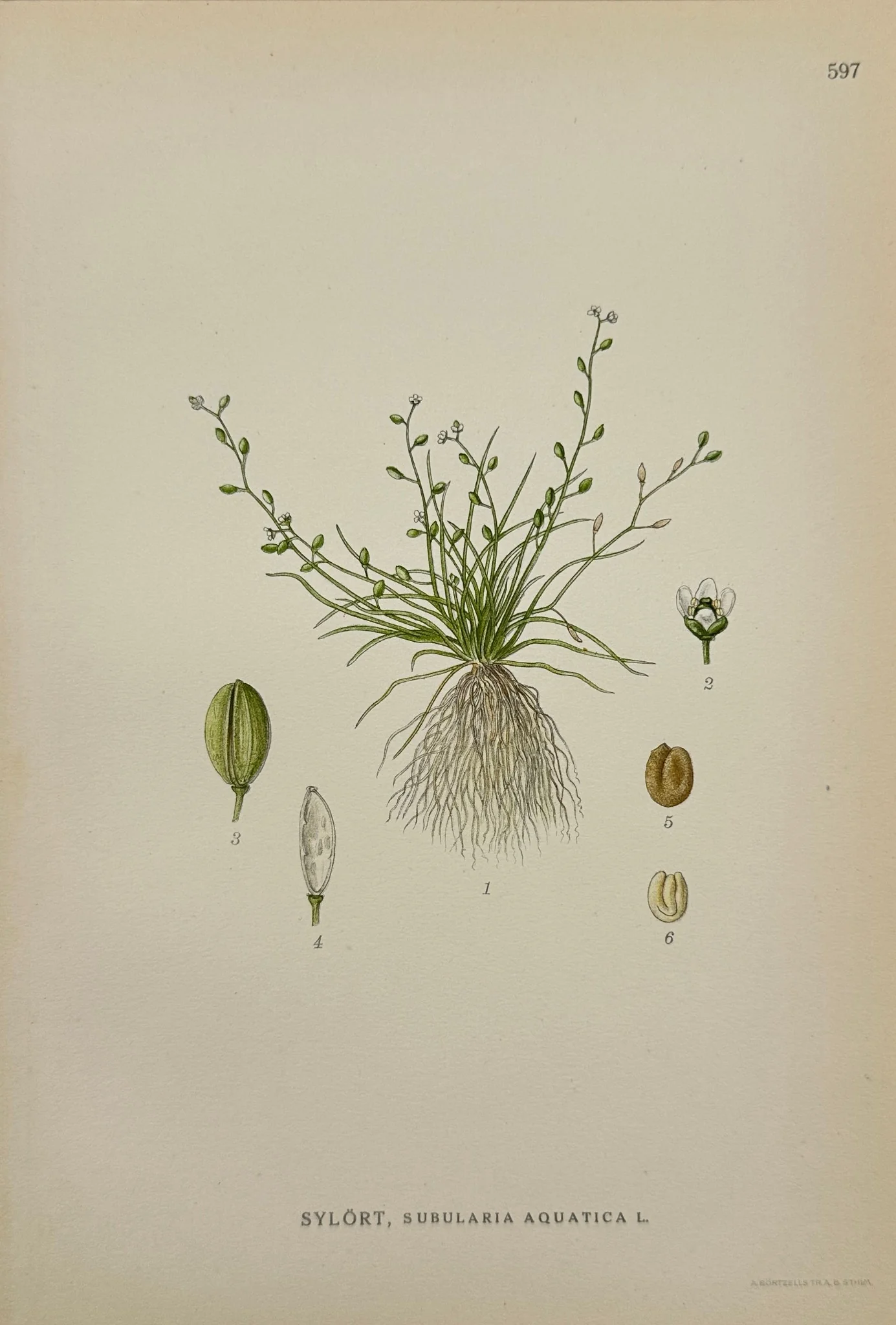 Antique Print - Carl Lindman - Water Awlwort - Subularia Aquatica - F4 ...