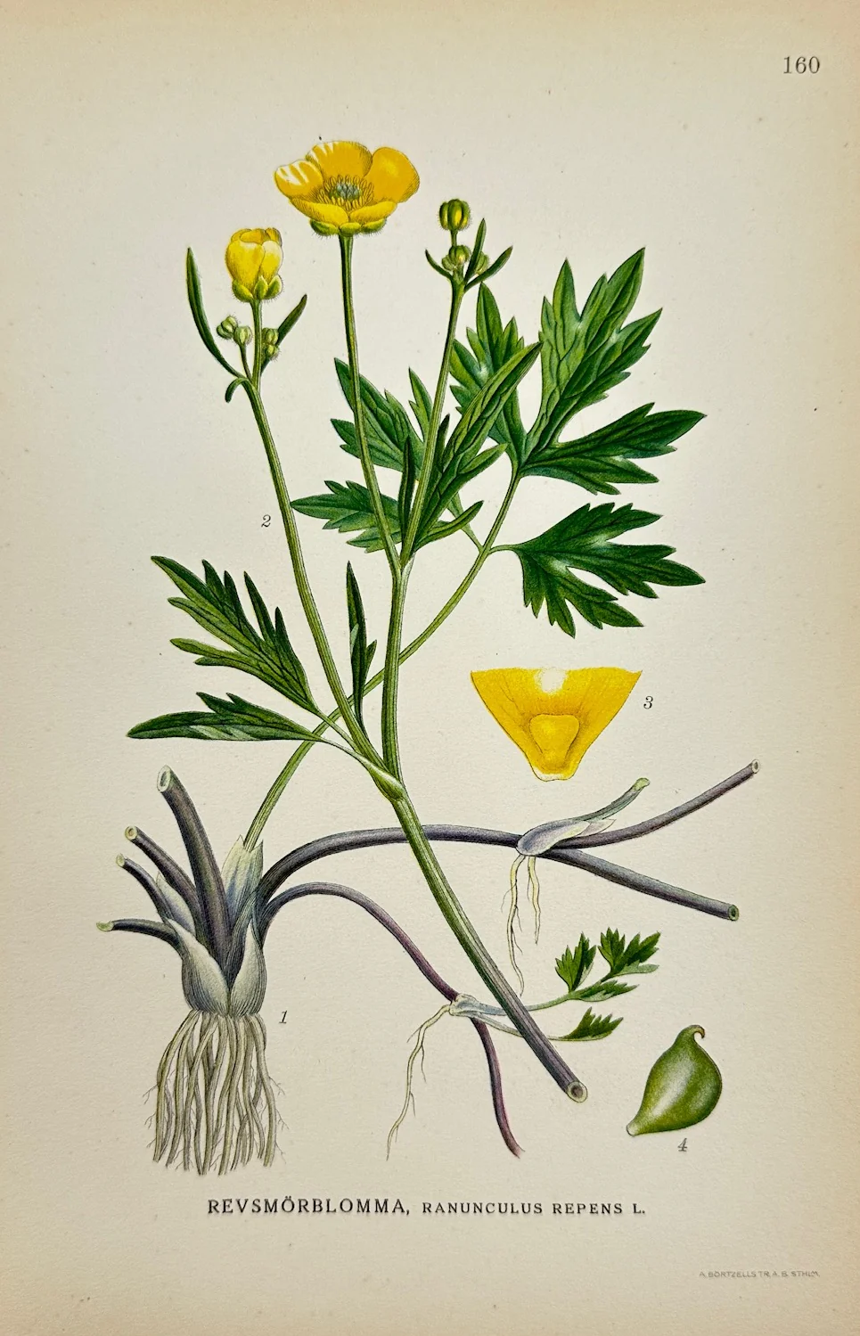 Antique Print - Carl Lindman - Creeping Buttercup - Ranunculus Repens ...