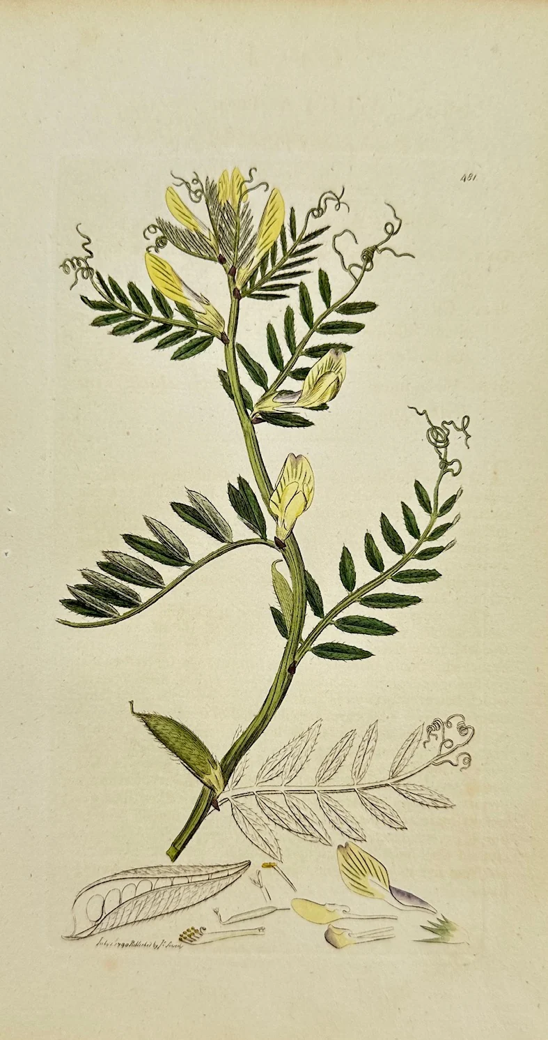 Antique Botanical Print - James Sowerby - Vicia Lutea - Yellow Vetch ...