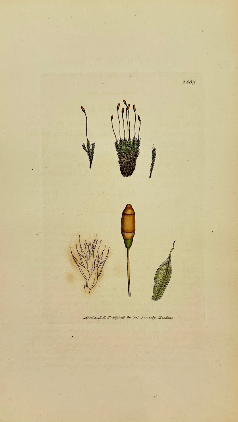 Antique Print - Sowerby - Splachnum Mnioides - Green Tapering Gland ...