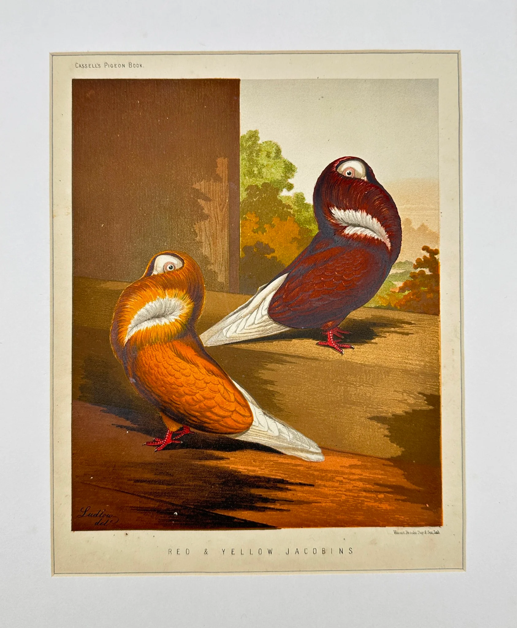 Antique Bird Print - Vincent Brooks - Red & Yellow Jacobins - London - F2 | Barnebys