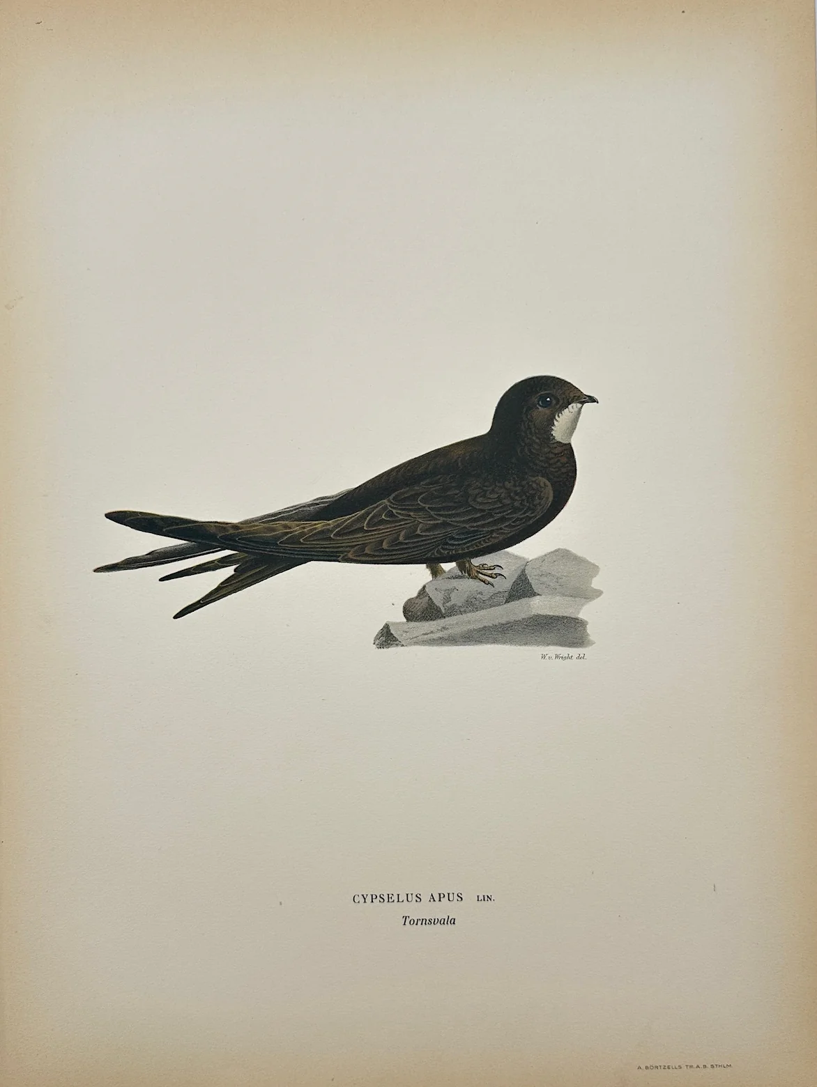 Antique Bird Print - Magnus von Wright - Cypselus Apus - Common Swift ...