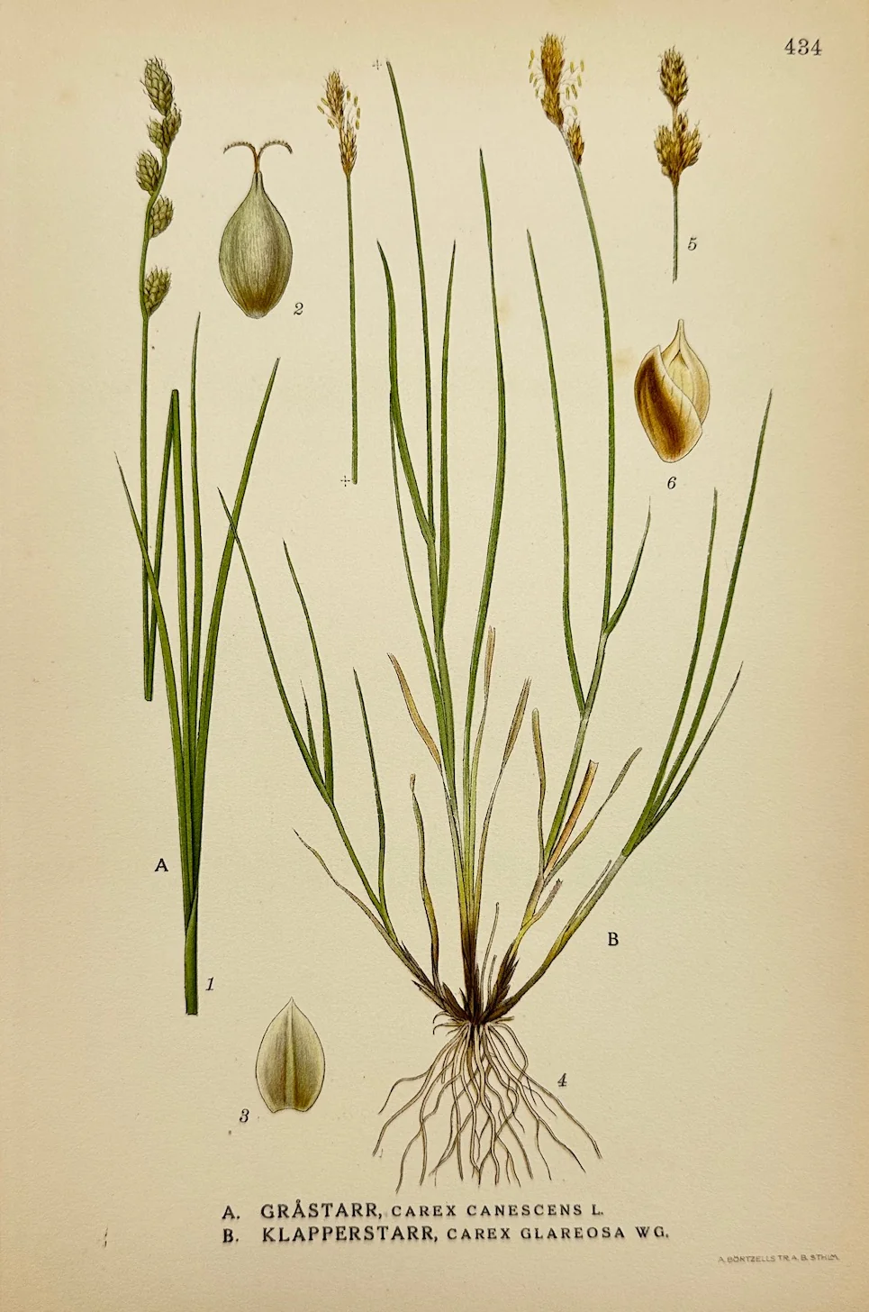 Antique Botanical Print - Carl Lindman - White Sedge and Shiny Sedge ...