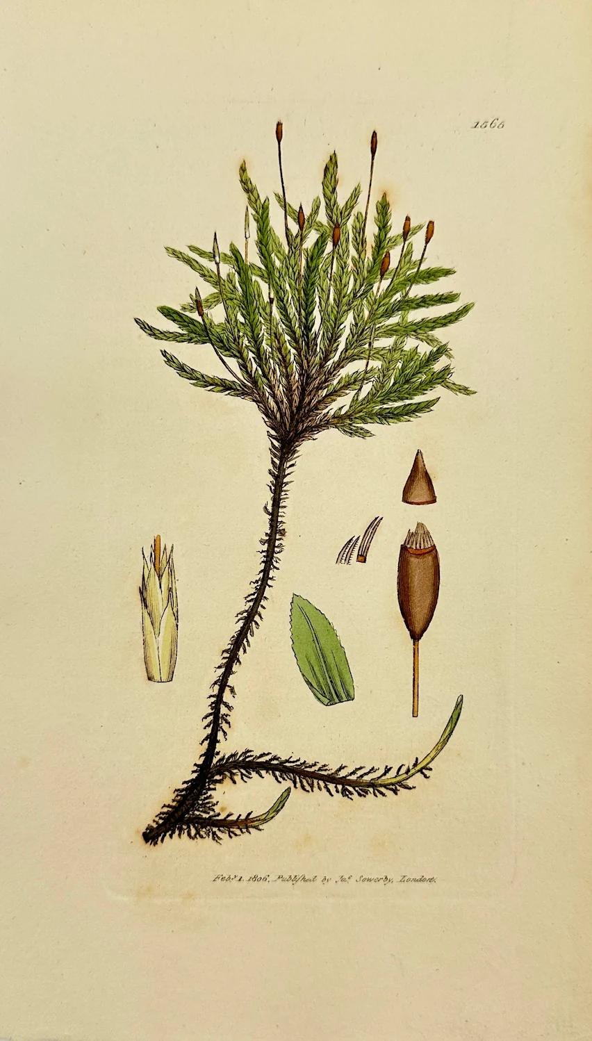 Antique Print - Sowerby - Hypnum Dendroides - Tree-shaped Feather-moss ...