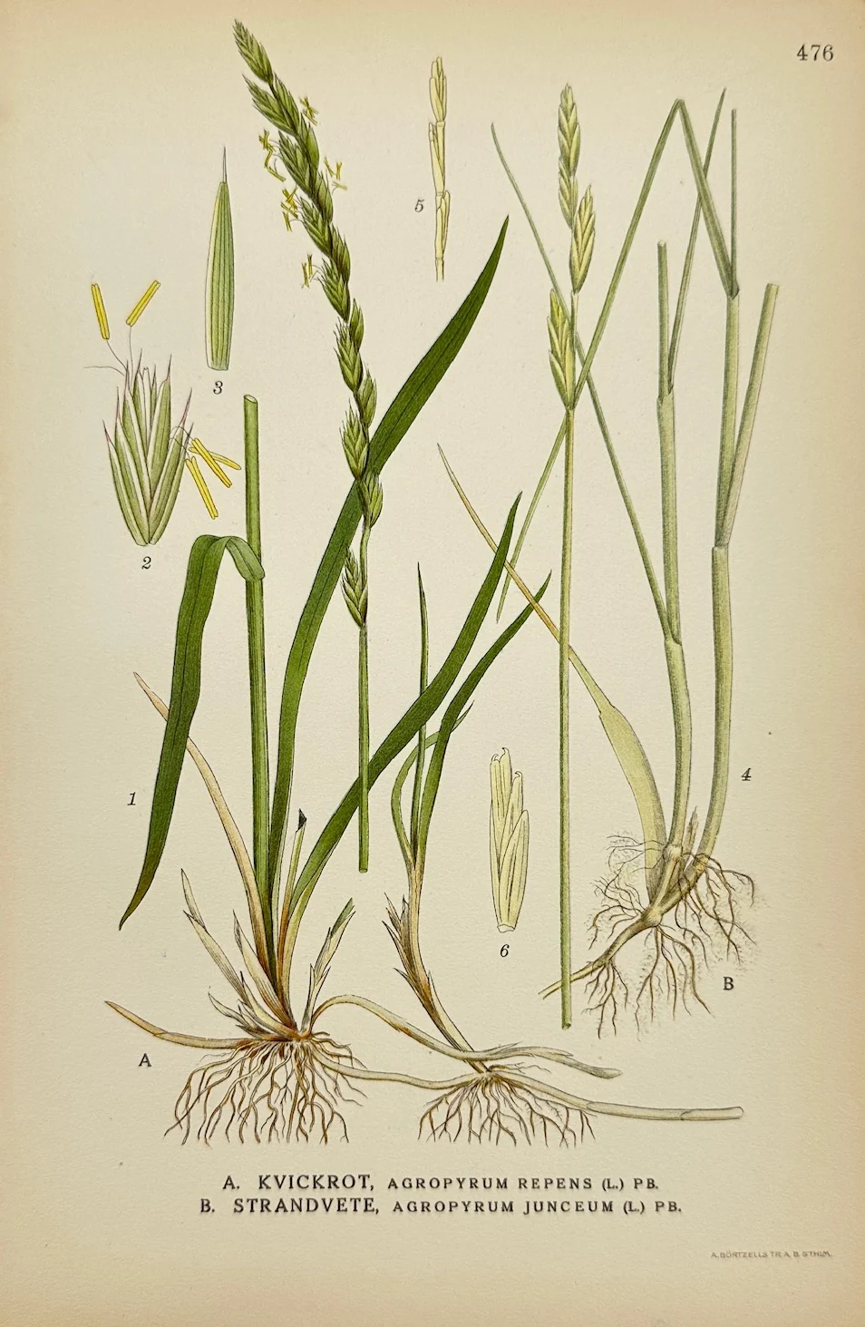 Antique Botanical Print - Carl Lindman - Quackgrass and Sea Couch Grass ...