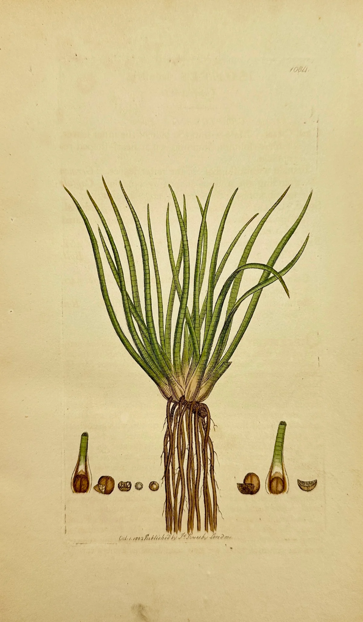 Antique Botanical Print - James Sowerby - Isoetes Lacustris - Quillwort ...