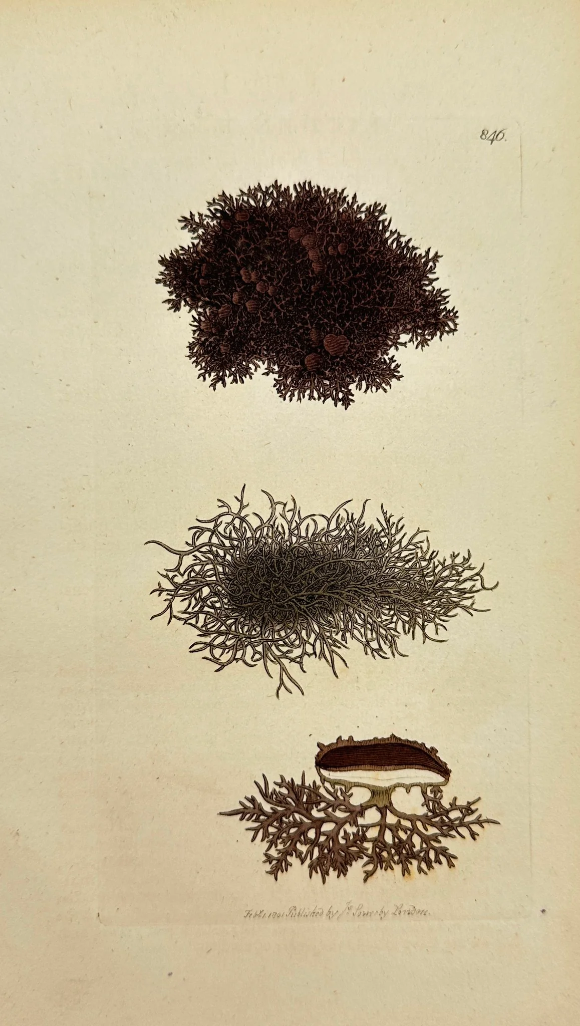 Antique Print - James Sowerby - Lichen Lanat - Black Woolly Lichen - F1 ...