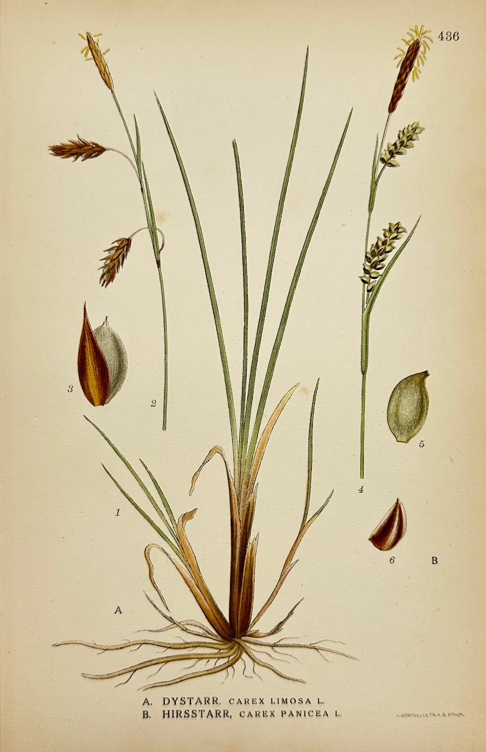 Antique Botanical Print - Carl Lindman - Mud Sedge and Carnation Sedge ...