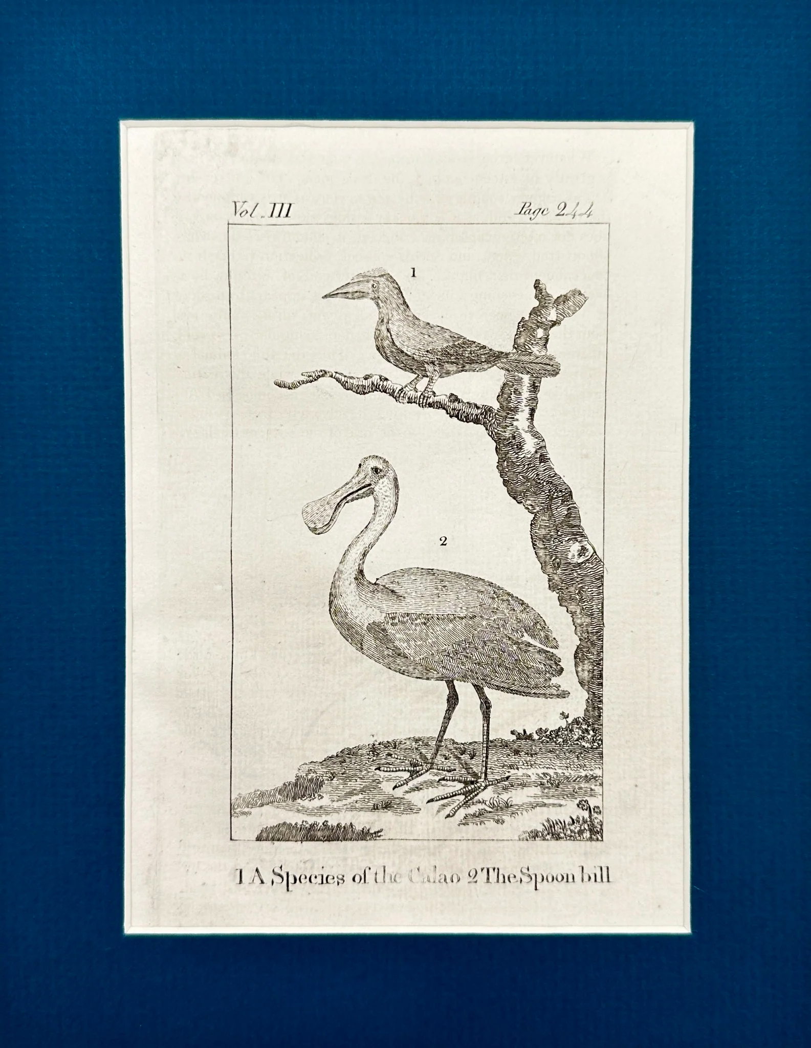 Antique Bird Print - Oliver Goldsmith - Varieties of Kalao and ...