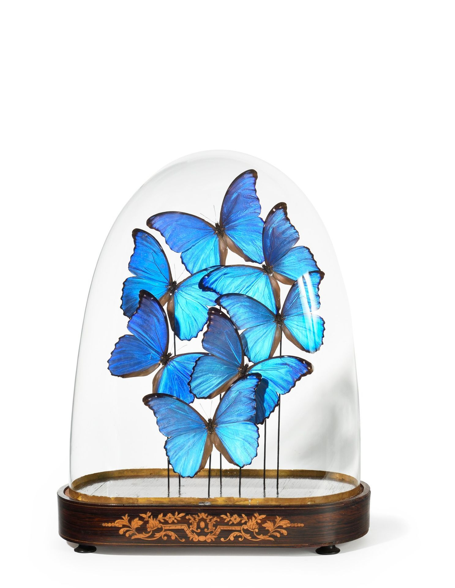 CURIOSASet of seven morphos butterflies ( m... | Natural history: bids ...