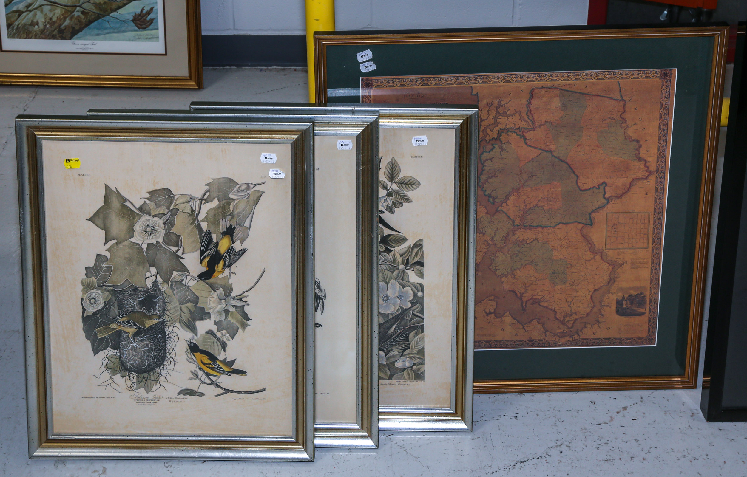 Antique Botanical Print - Carl Lindman - Mountain Melick and Fringed ...