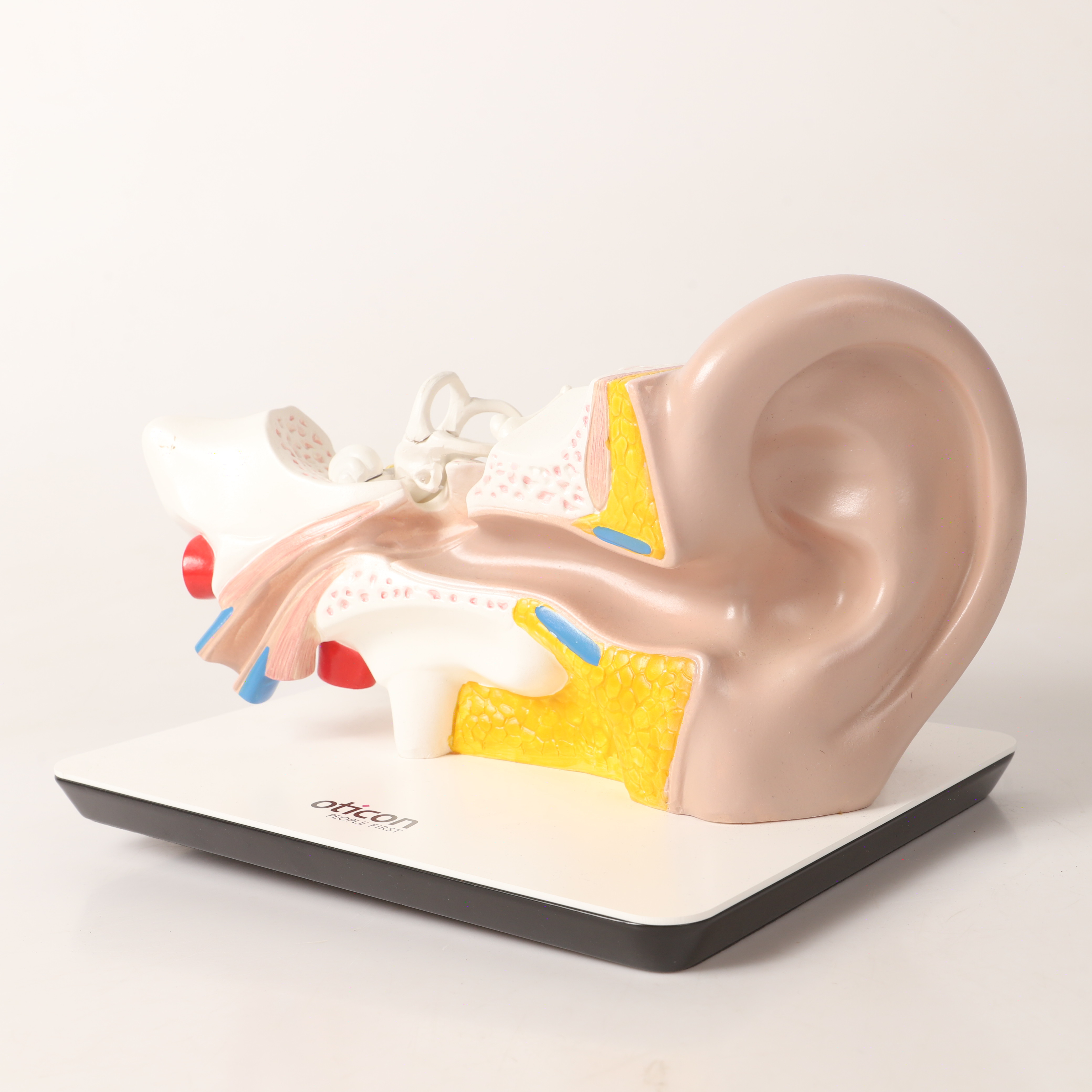 ANATOMISK MODELL, öra, plast, Oticon, 2000-tal. | Barnebys